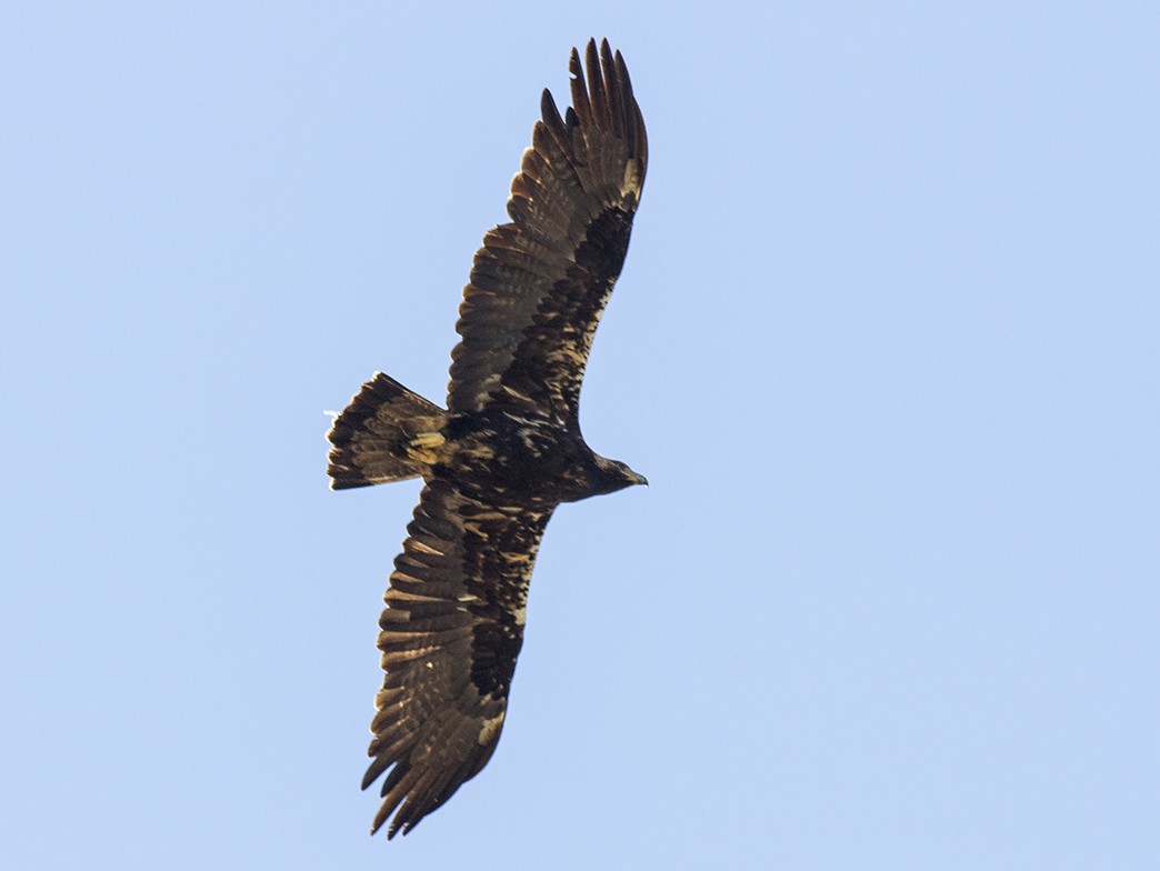Spanish Imperial Eagle - eBird