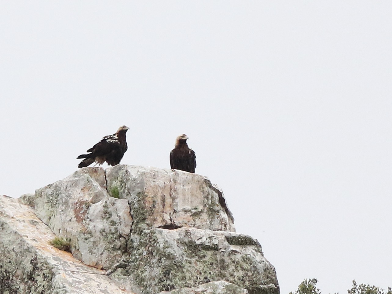 Spanish Imperial Eagle - eBird