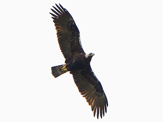 Spanish Imperial Eagle - eBird