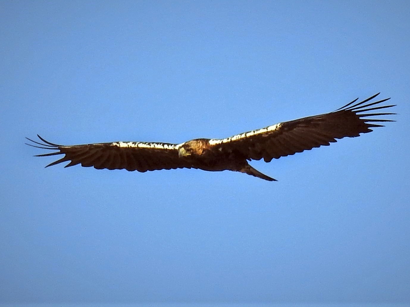 Águila Imperial Ibérica - eBird