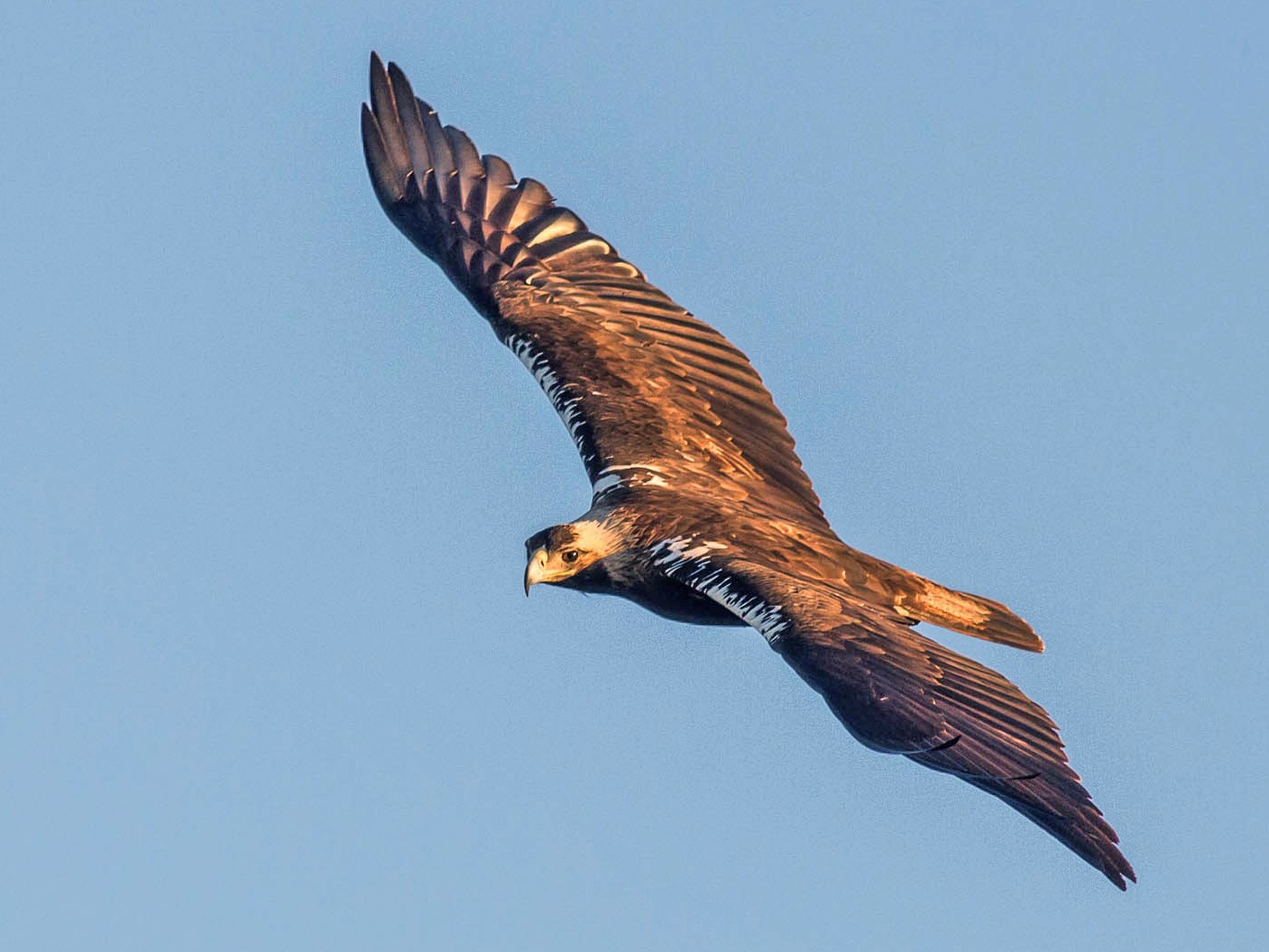 Spanish Eagle - eBird