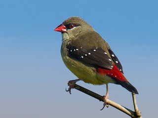 Red Avadavat - eBird