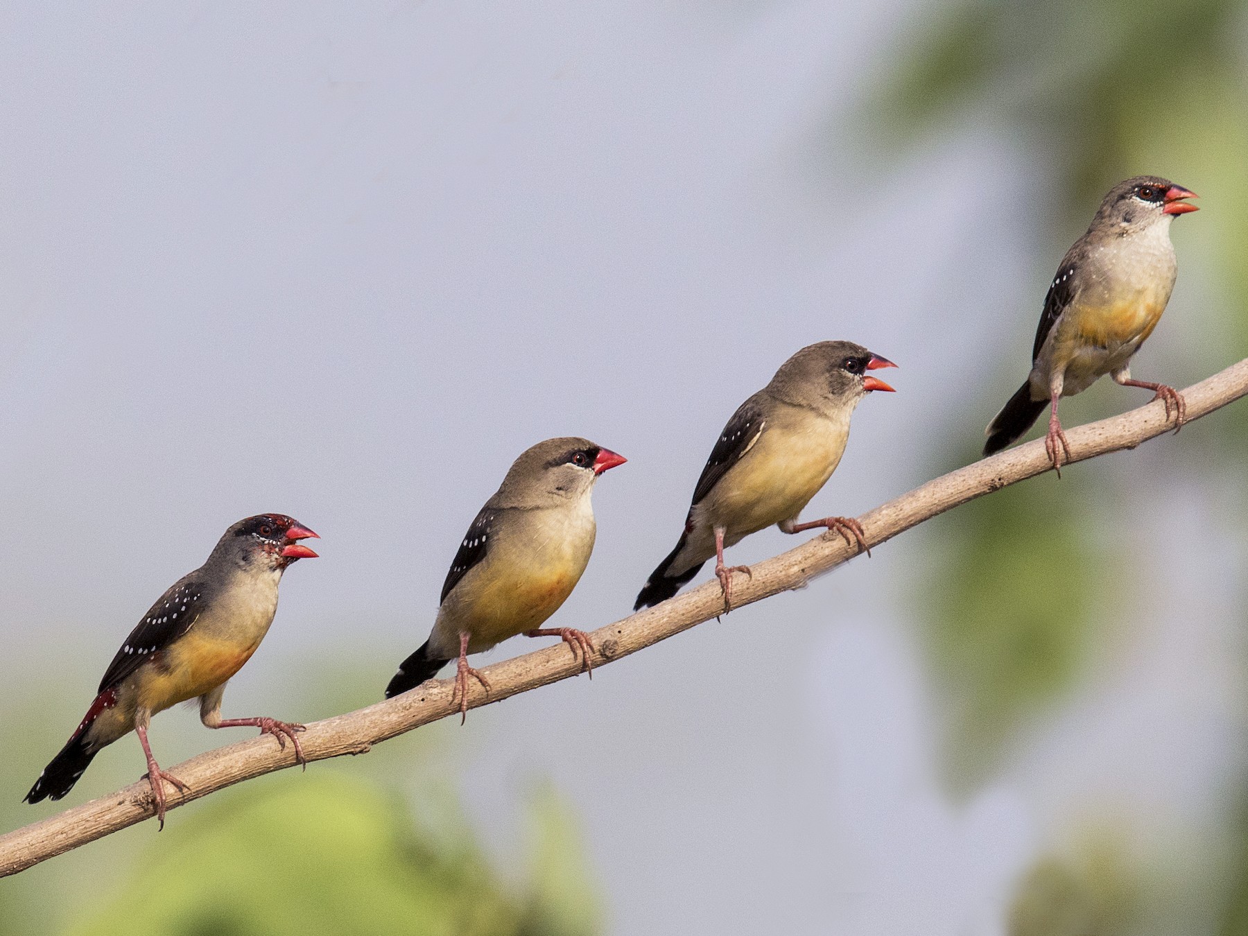Red Avadavat - eBird