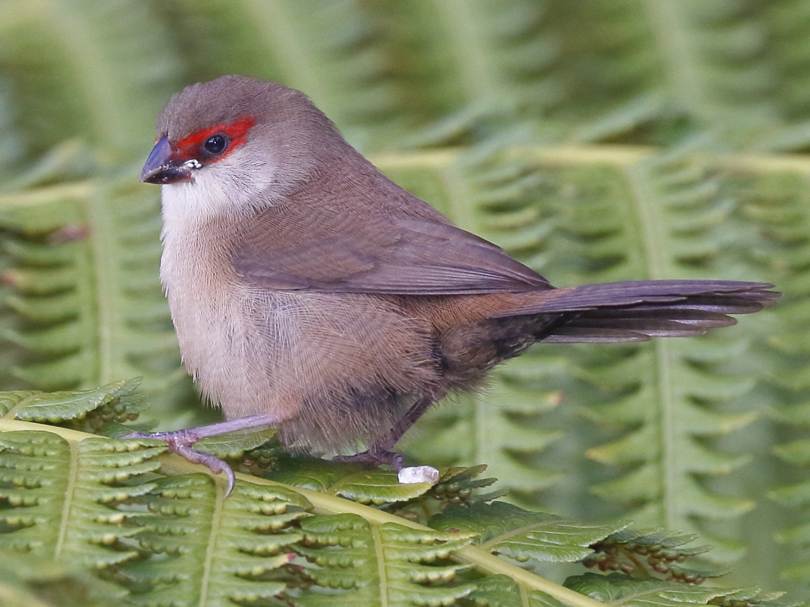 Common Waxbill - eBird
