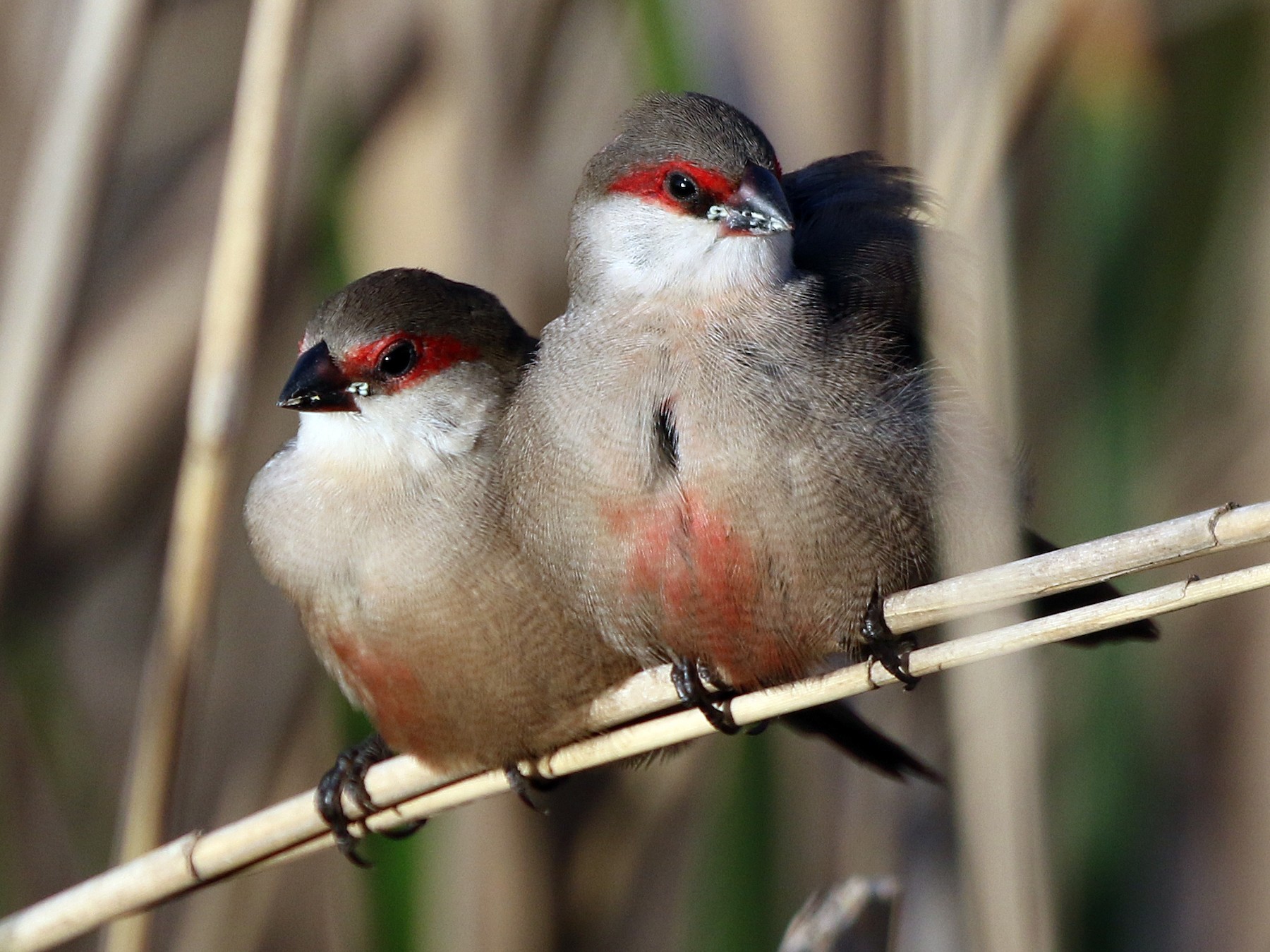 Estrilda Común - eBird