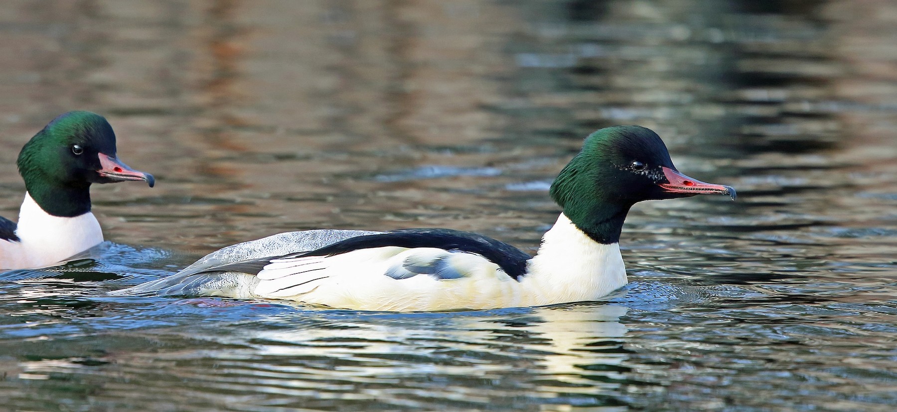 Common Merganser (Eurasian) - eBird