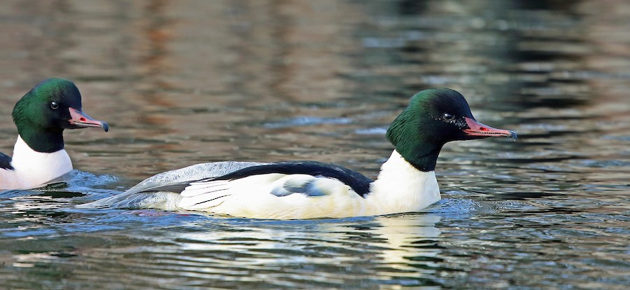 Common Merganser (Eurasian) - eBird