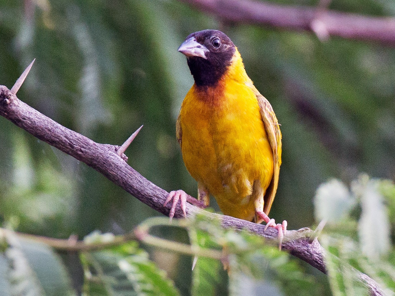 Black-headed Weaver - eBird