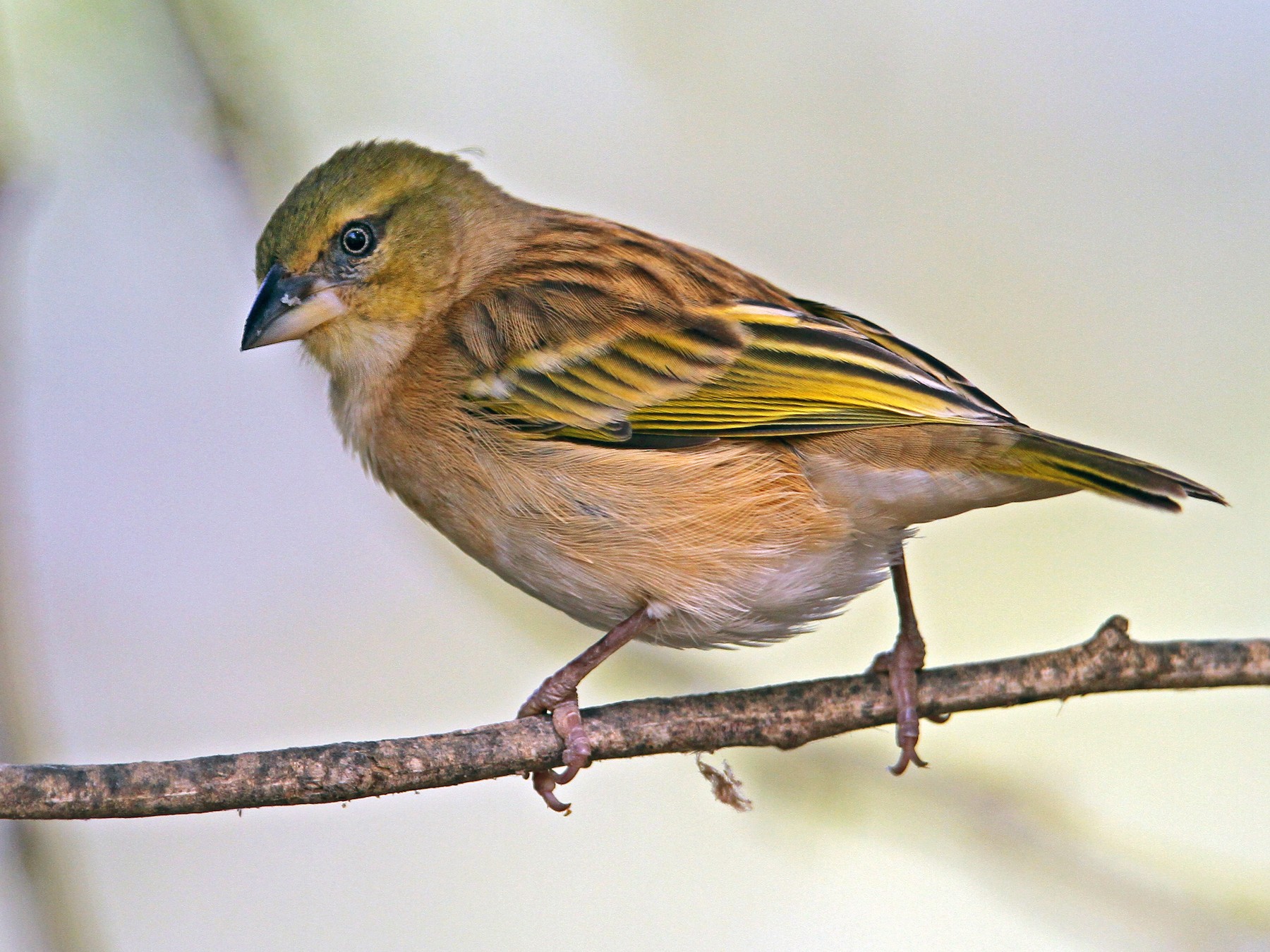 Black-headed Weaver - eBird