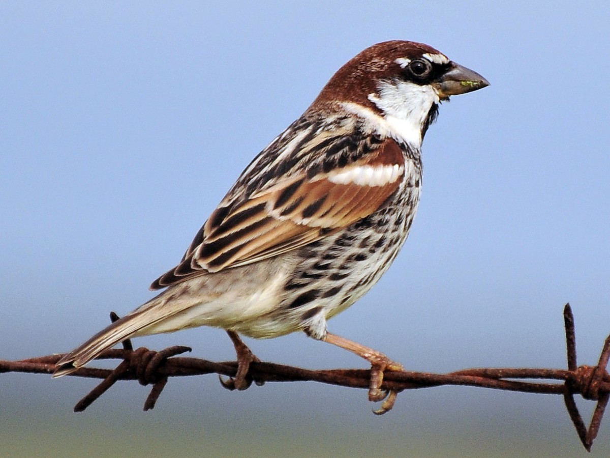 Spanish Sparrow - Passer hispaniolensis - Birds of the World