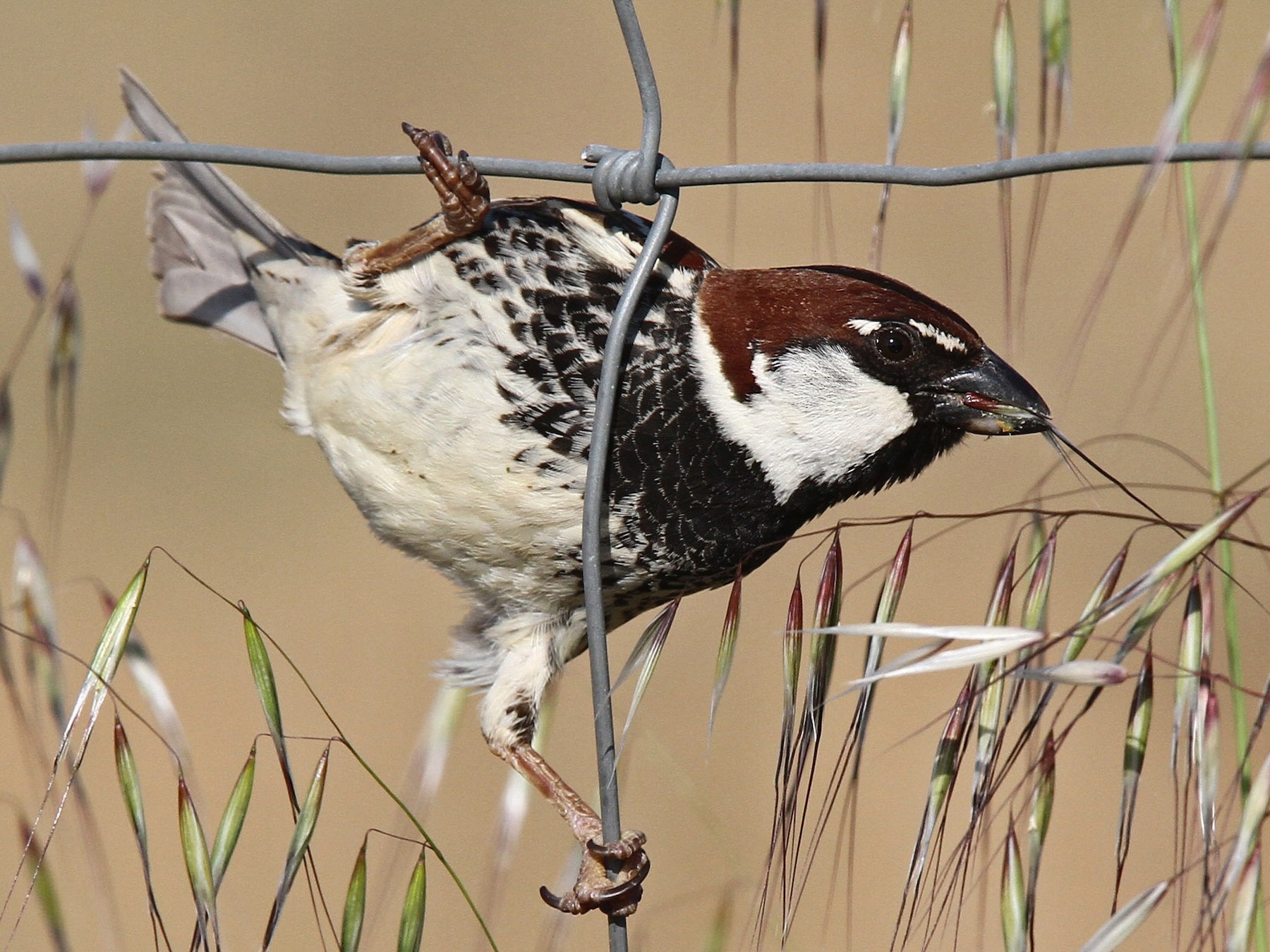 Spansk Spurv - eBird