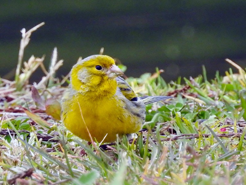 Island Canary - eBird
