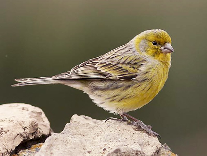 Island Canary - Serinus canaria - Birds of the World