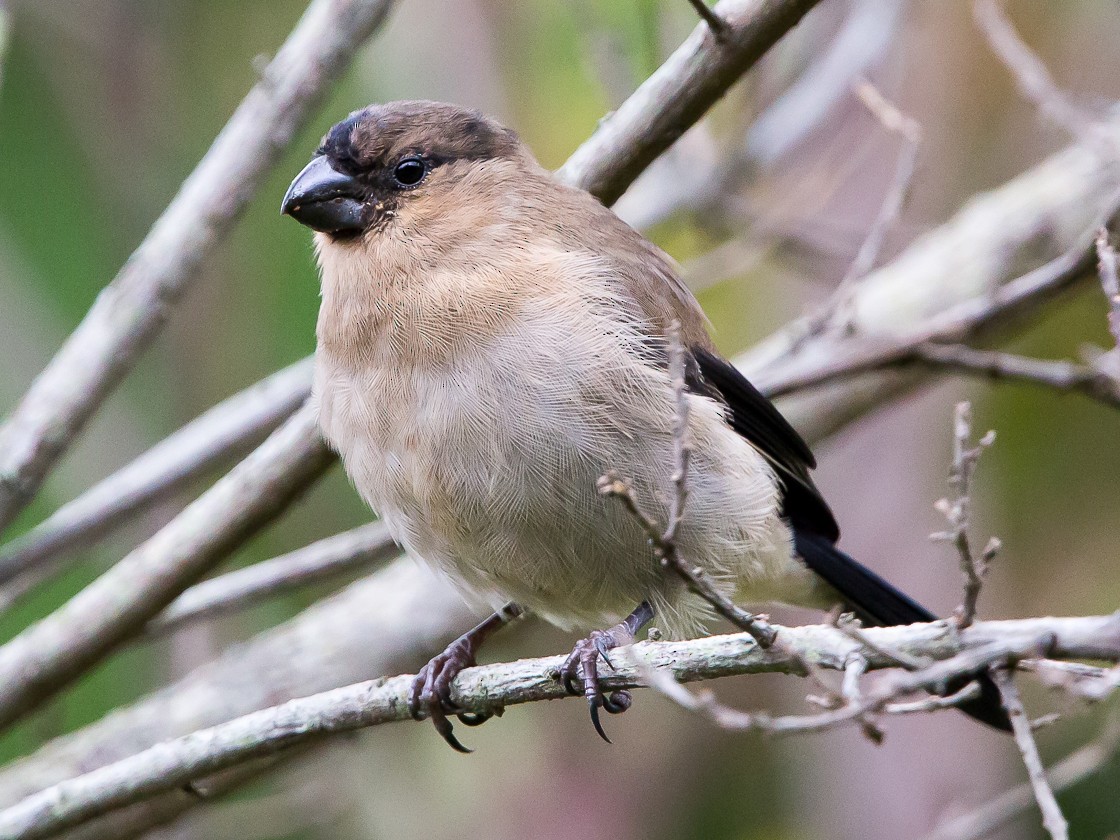 Azores Bullfinch - eBird
