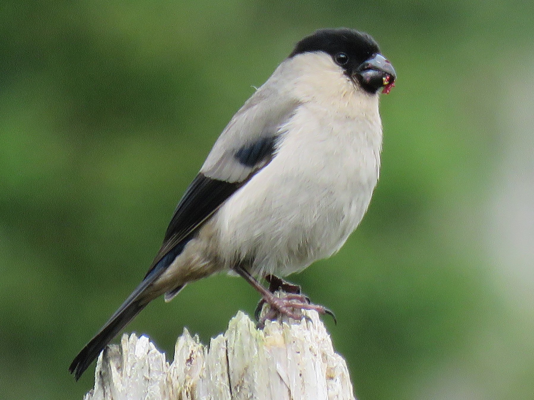 Azores Bullfinch - eBird