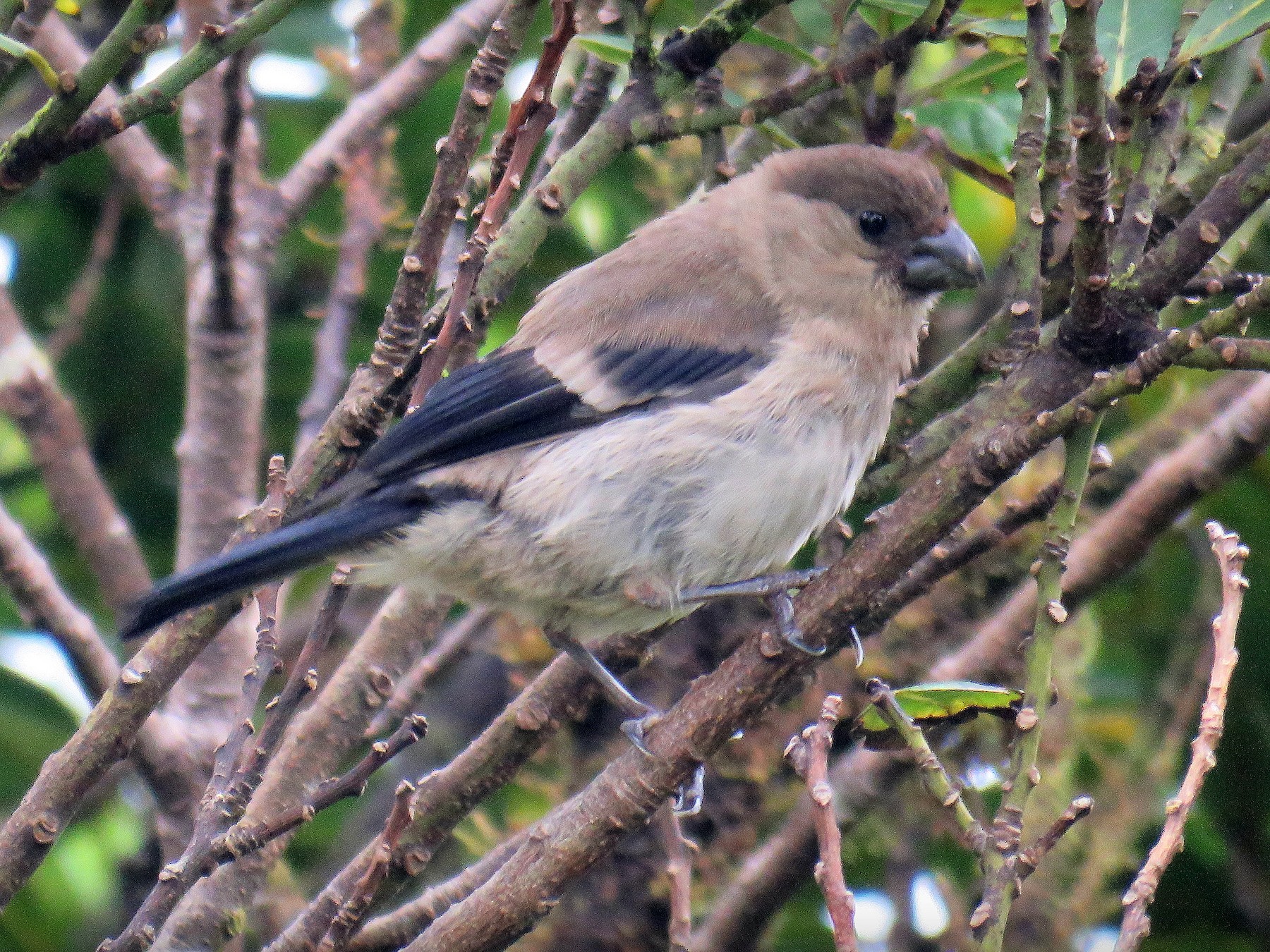 Azores Bullfinch - eBird