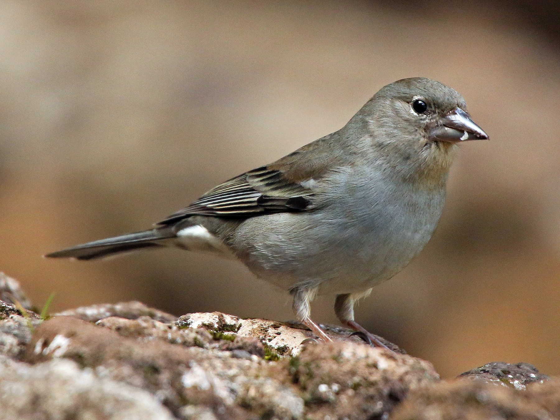 Tenerife Blue Chaffinch - eBird