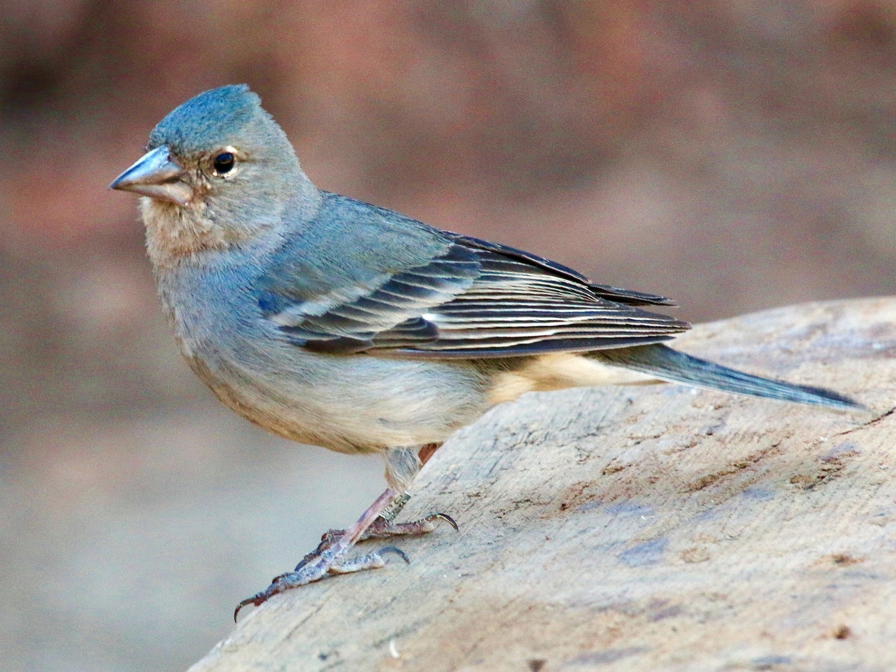 Tenerife Blue Chaffinch - eBird
