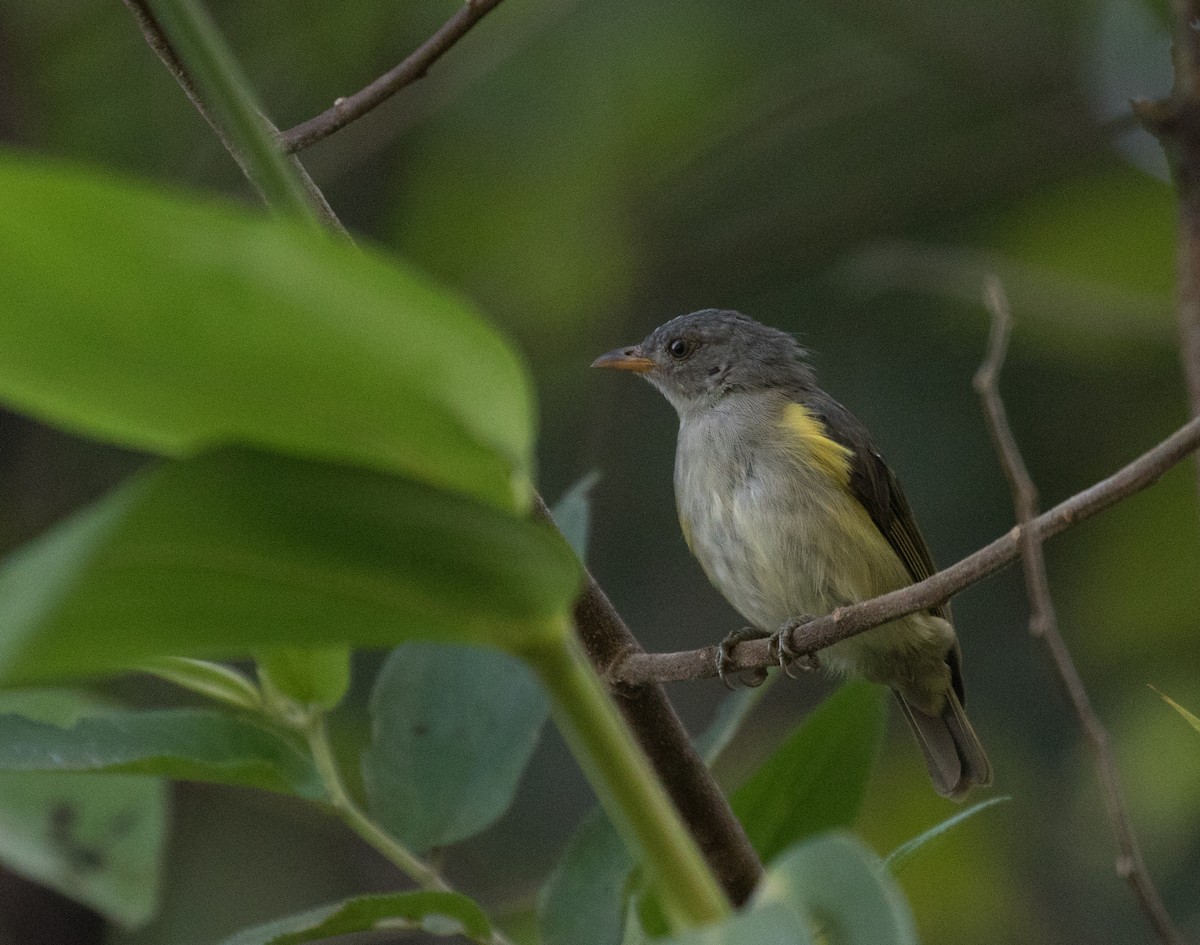 Obscure Berrypecker - Melanocharis arfakiana - Birds of the World