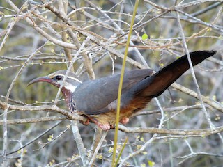 Subdesert Mesite - Monias benschi - Birds of the World