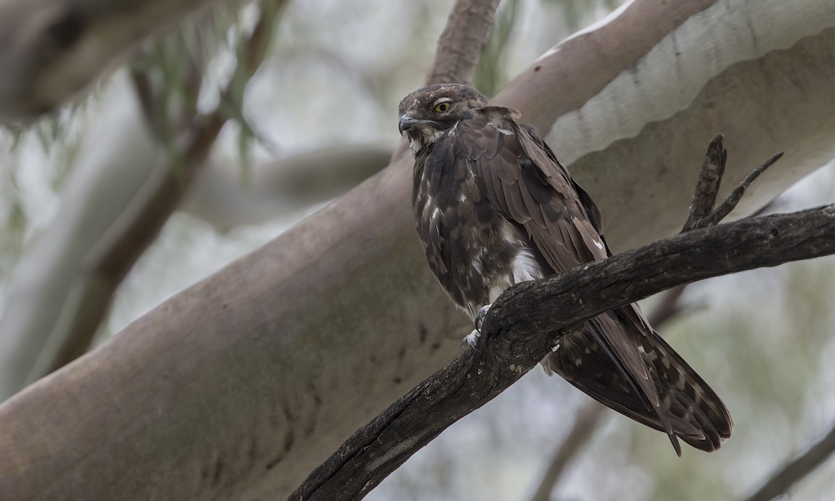 Bat Hawk - Macheiramphus alcinus - Birds of the World