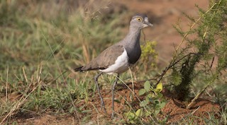 Senegal Lapwing - Vanellus lugubris - Birds of the World
