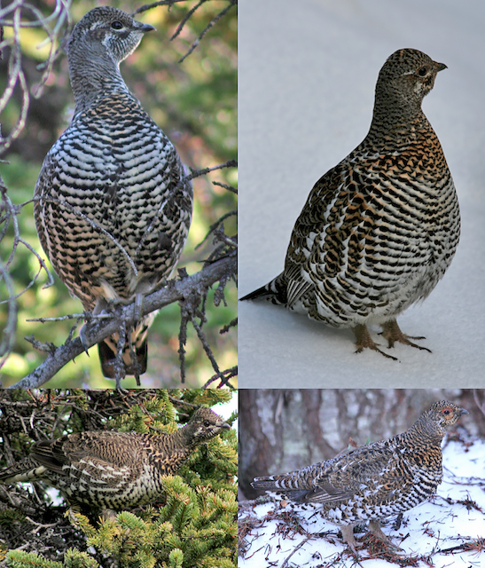 Spruce Grouse Range Oregon Birds - Spruce Grouse
