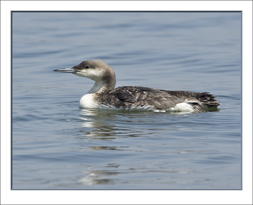 eBird Checklist - 2 Jun 2013 - Frank G. Bonelli RP/Puddingstone ...