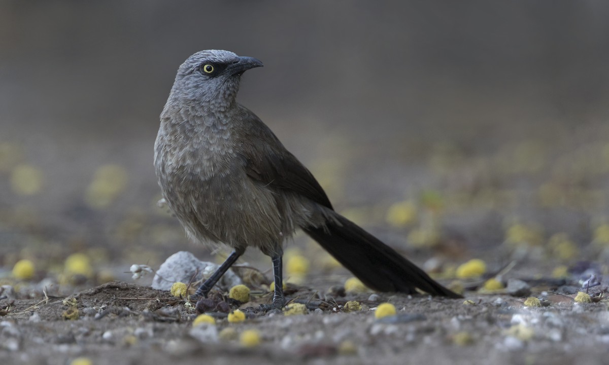 Black-faced Babbler - Turdoides melanops - Birds of the World