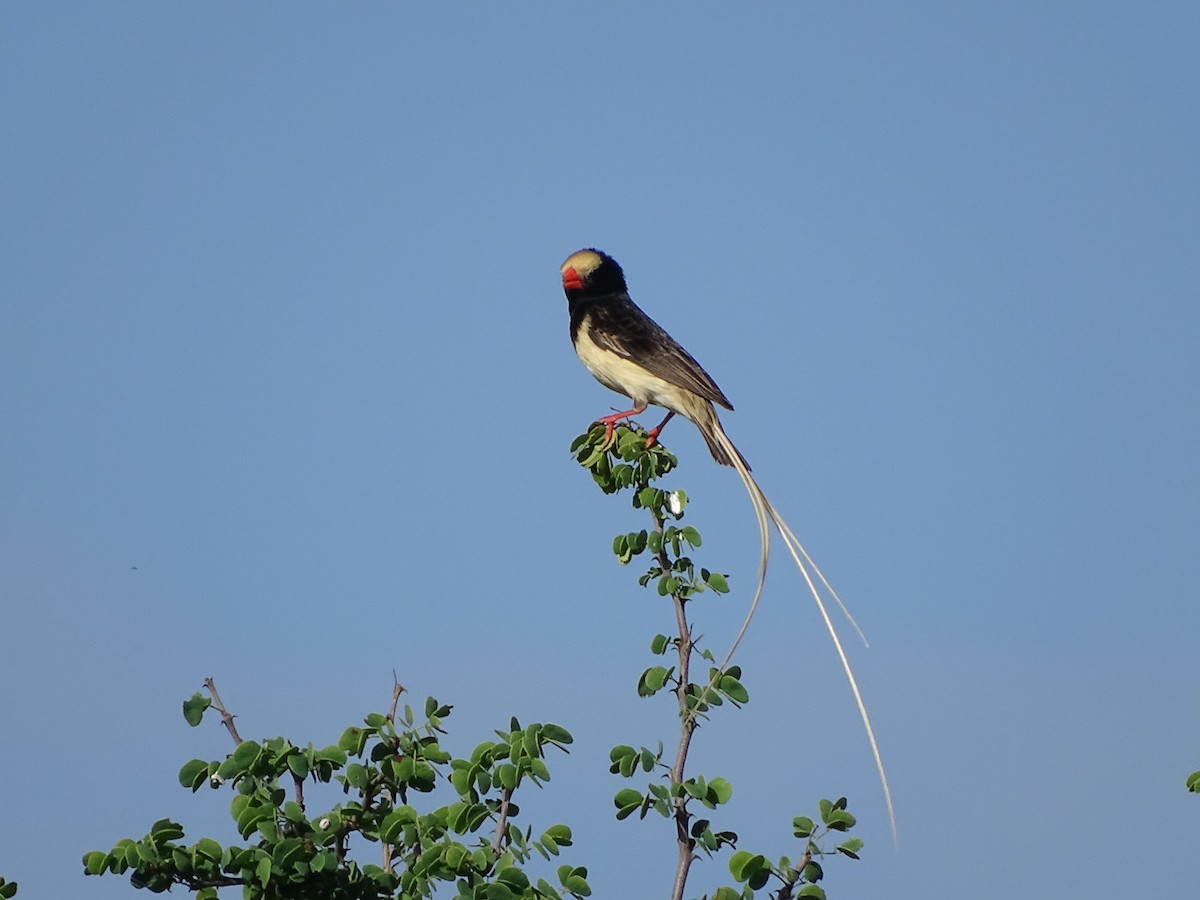 Straw-tailed Whydah - Vidua fischeri - Birds of the World