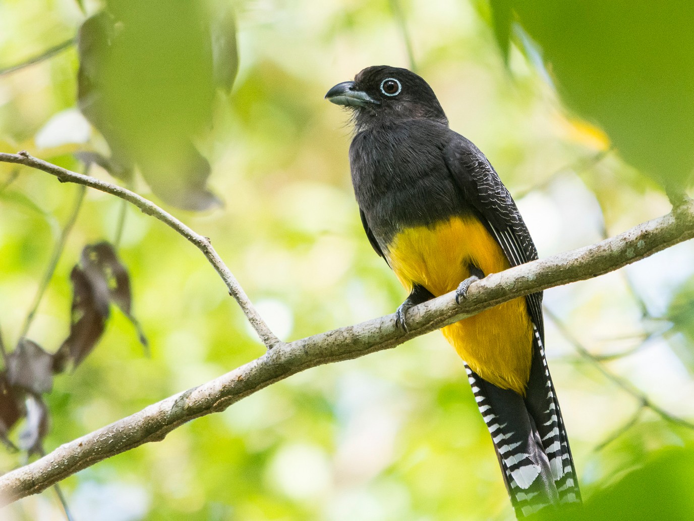 Green-backed Trogon - eBird