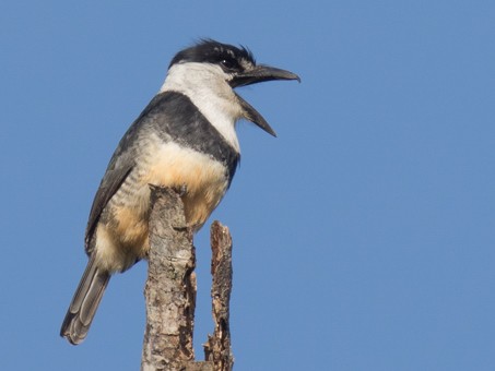 Buff-bellied Puffbird - eBird