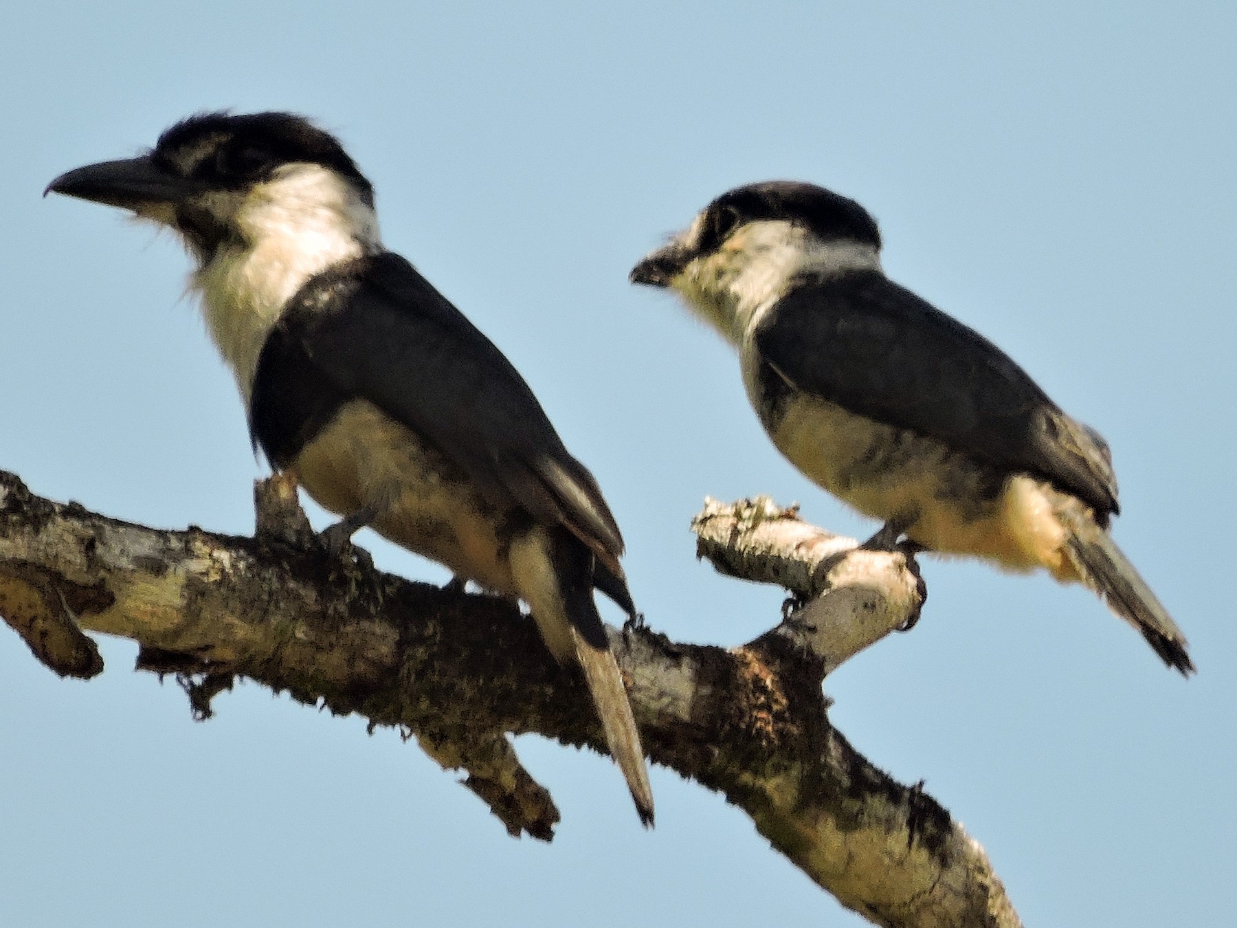 Buff-bellied Puffbird - eBird