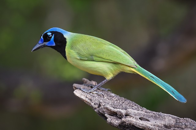 Photos - Green Jay - Cyanocorax yncas - Birds of the World