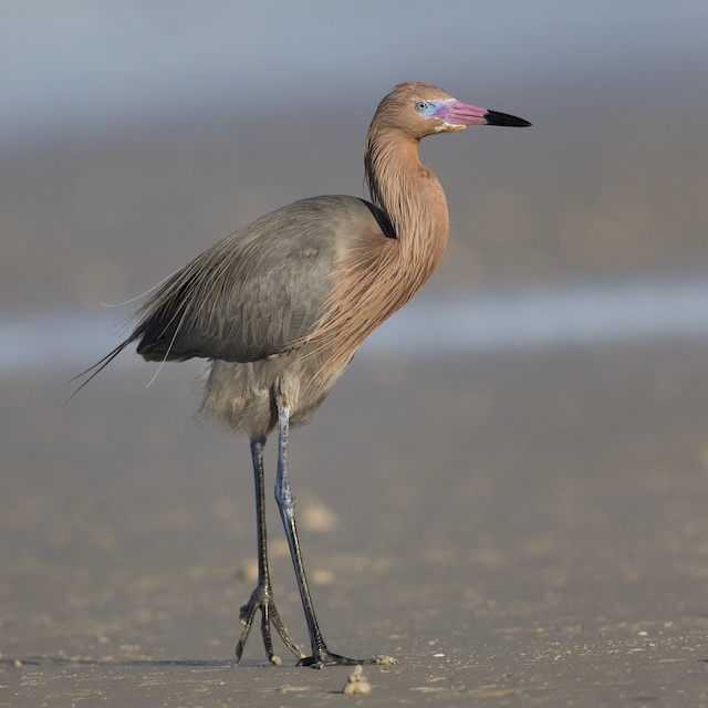 Red Heron Bird