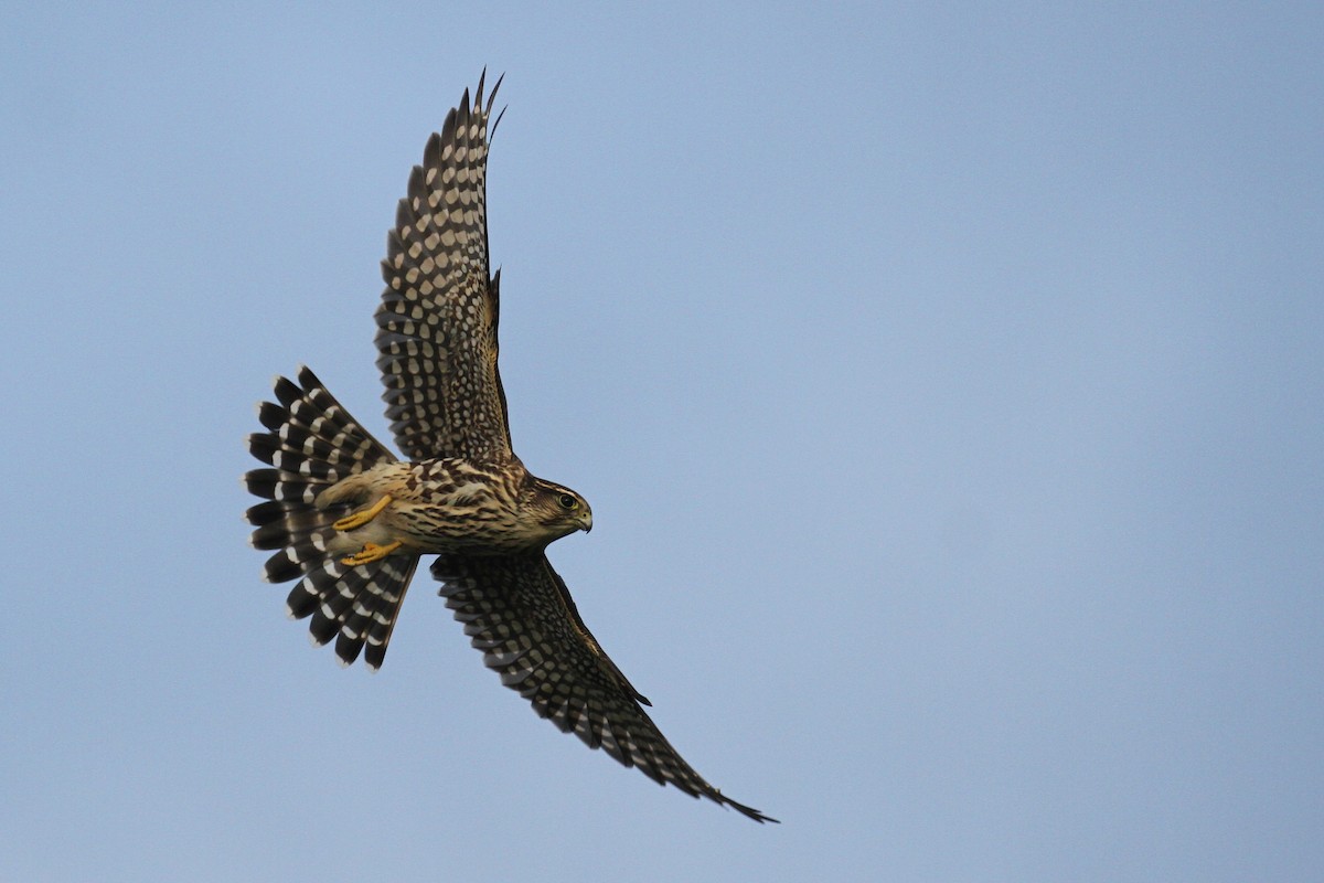 ML79090471 - Merlin (Taiga) - Macaulay Library