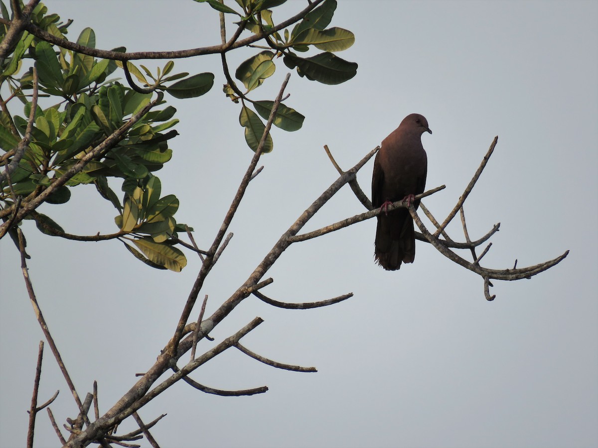 eBird Checklist - 8 Dec 2017 - Manaus--MUSA/Jardim Botânico A. Ducke ...