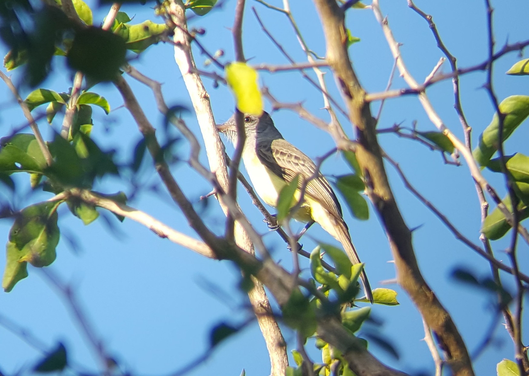 Venezuelan/Panama Flycatcher - eBird