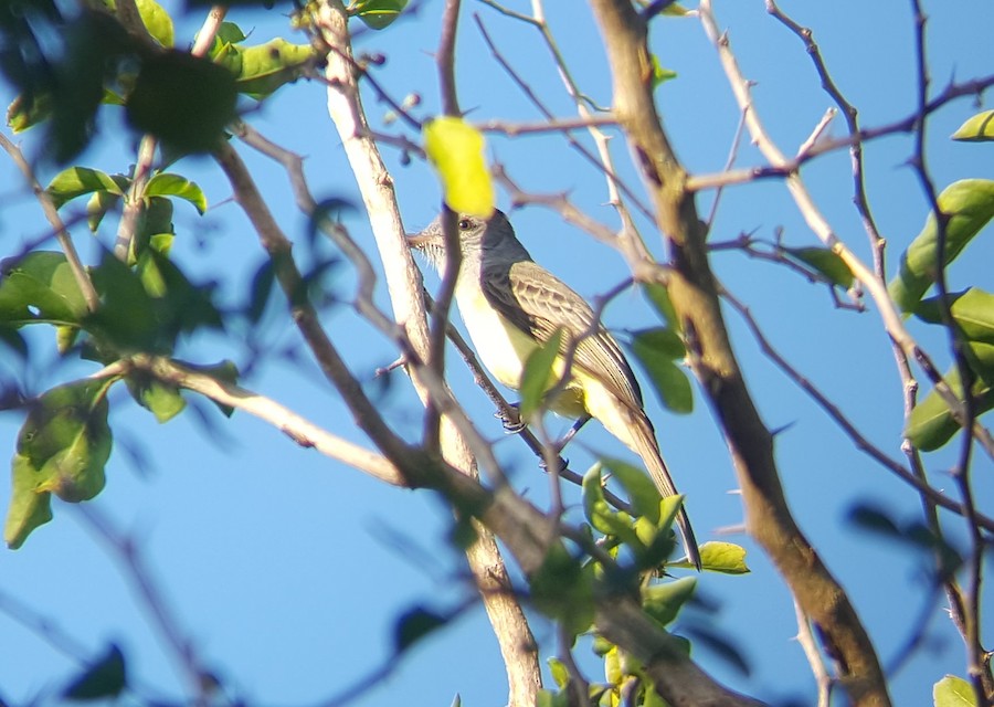 Venezuelan/Panama Flycatcher - eBird