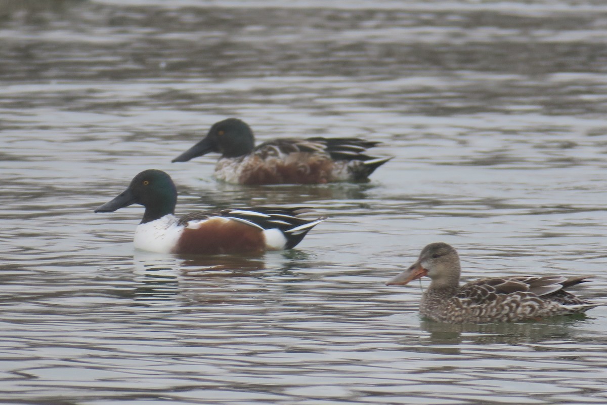 eBird Checklist - 27 Dec 2017 - Wichita Mtns Wildlife Refuge--Central ...