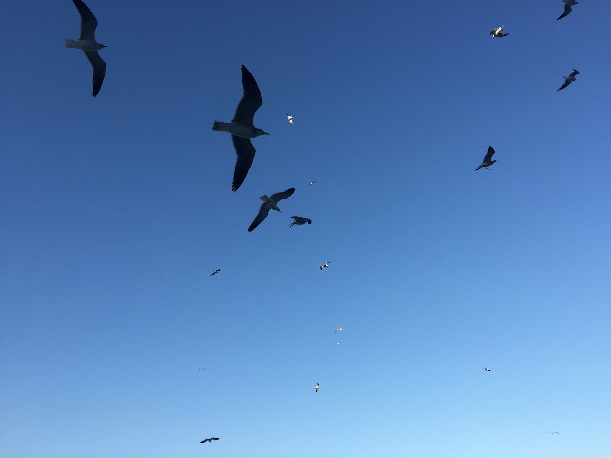 eBird Checklist - 21 Dec 2017 - Progreso Cruise Ship Terminal, Puerto ...