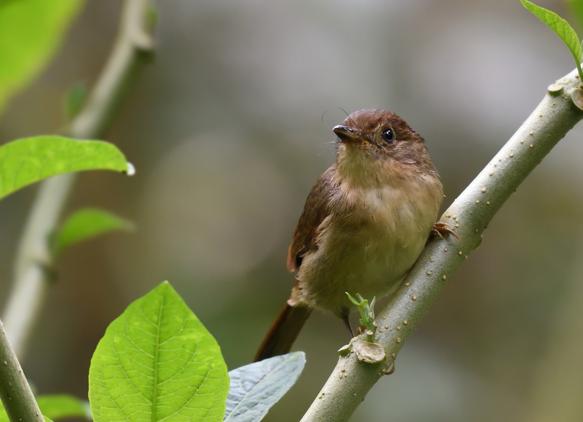 Javan Fulvetta - Alcippe pyrrhoptera - Birds of the World
