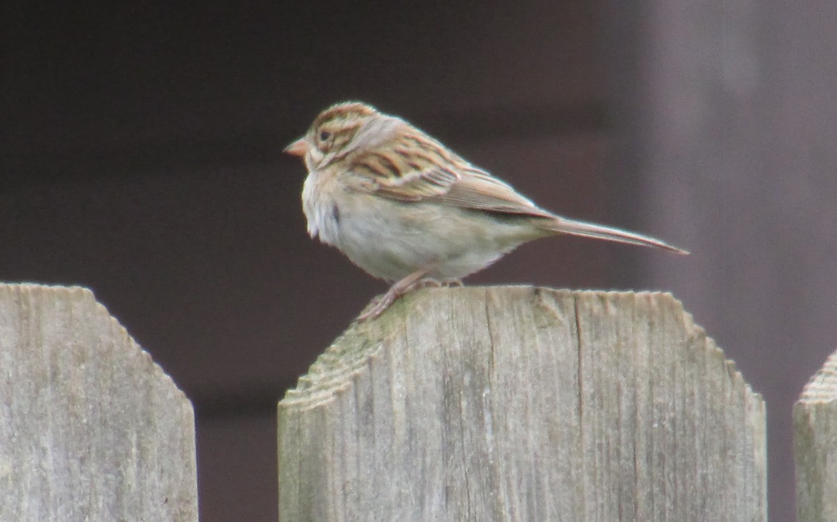 eBird Checklist - 28 Dec 2017 - Maple Tree Lane - 17 species (+1 other ...