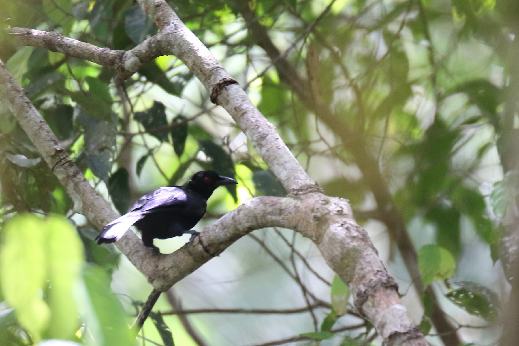 Crinkle-collared Manucode - eBird