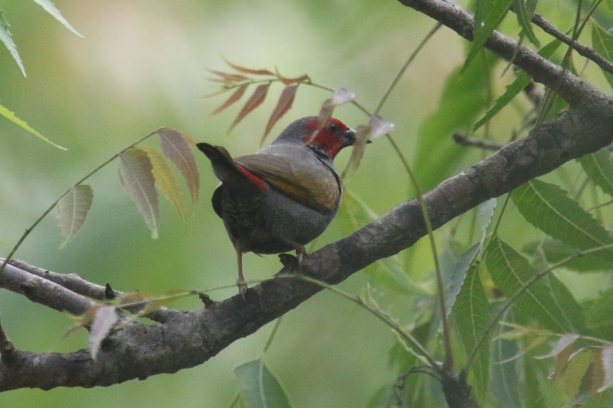 Red-faced Pytilia - Pytilia hypogrammica - Birds of the World