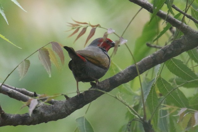 Photos - Red-faced Pytilia - Pytilia hypogrammica - Birds of the World