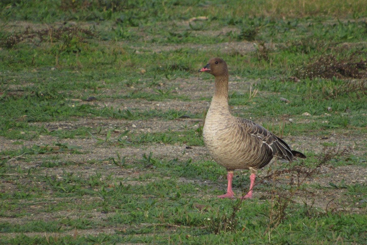 eBird Checklist - 30 Dec 2017 - Porto de Sines - 18 species