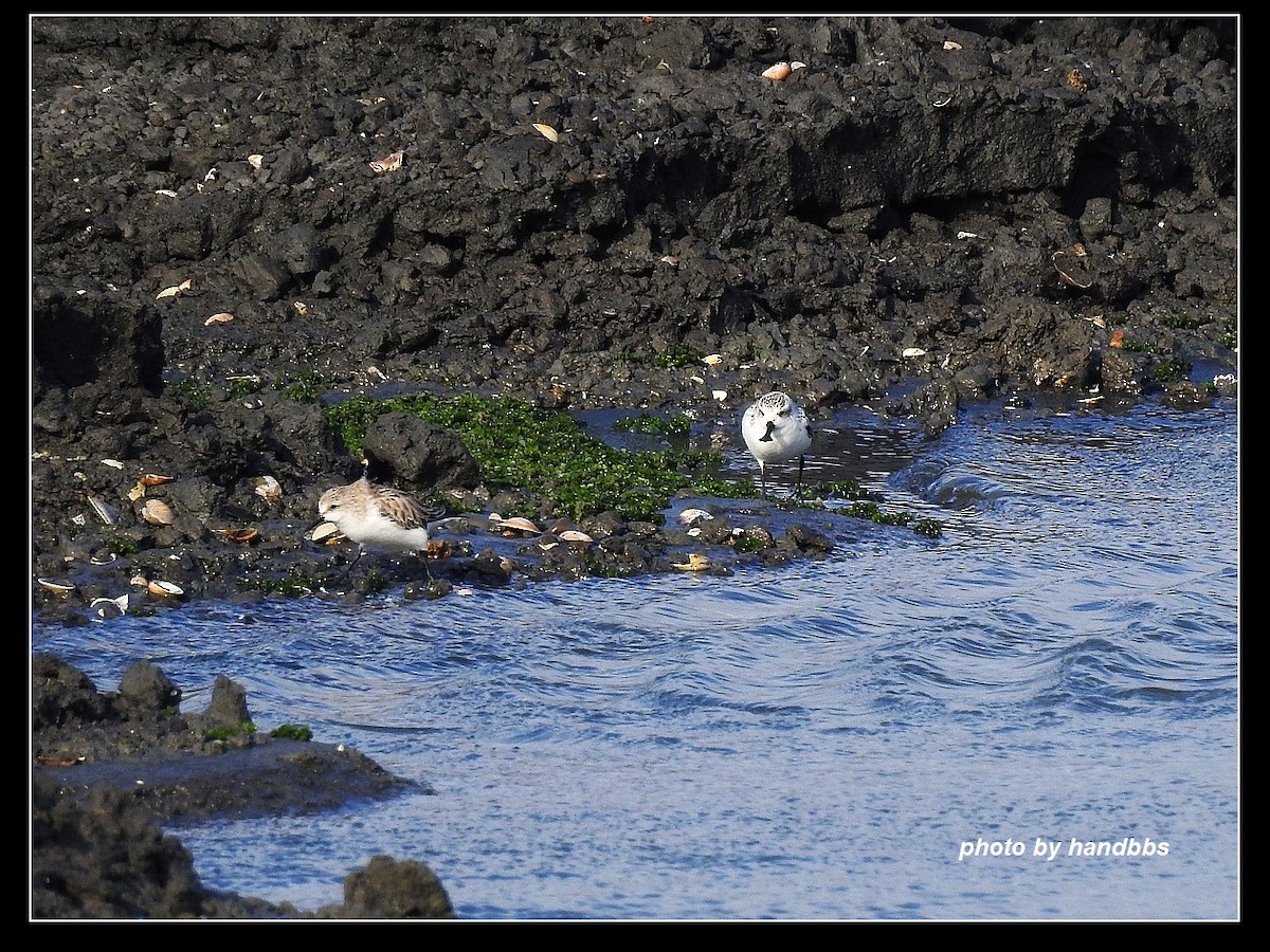 eBird Checklist - 31 Dec 2017 - 漢寶堤防 - 2 species (+1 other taxa)