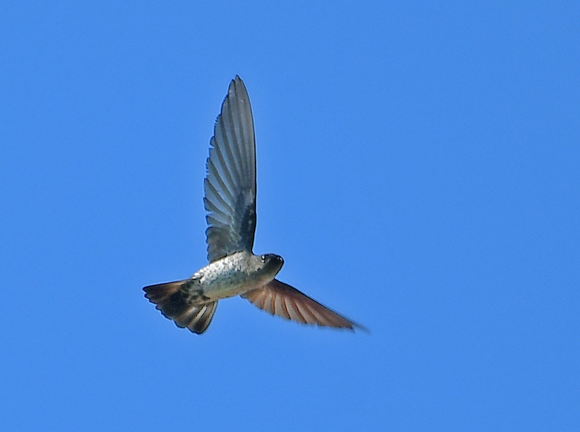 Gray-rumped Swiftlet - eBird