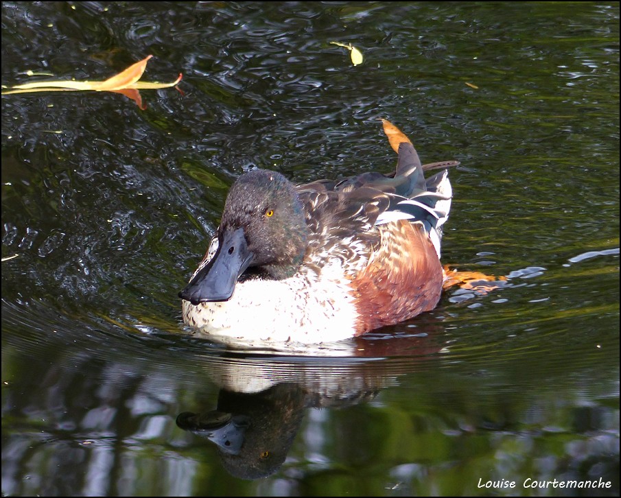 eBird Checklist - 31 Dec 2017 - Sweetwater Wetlands - 42 species (+2 ...